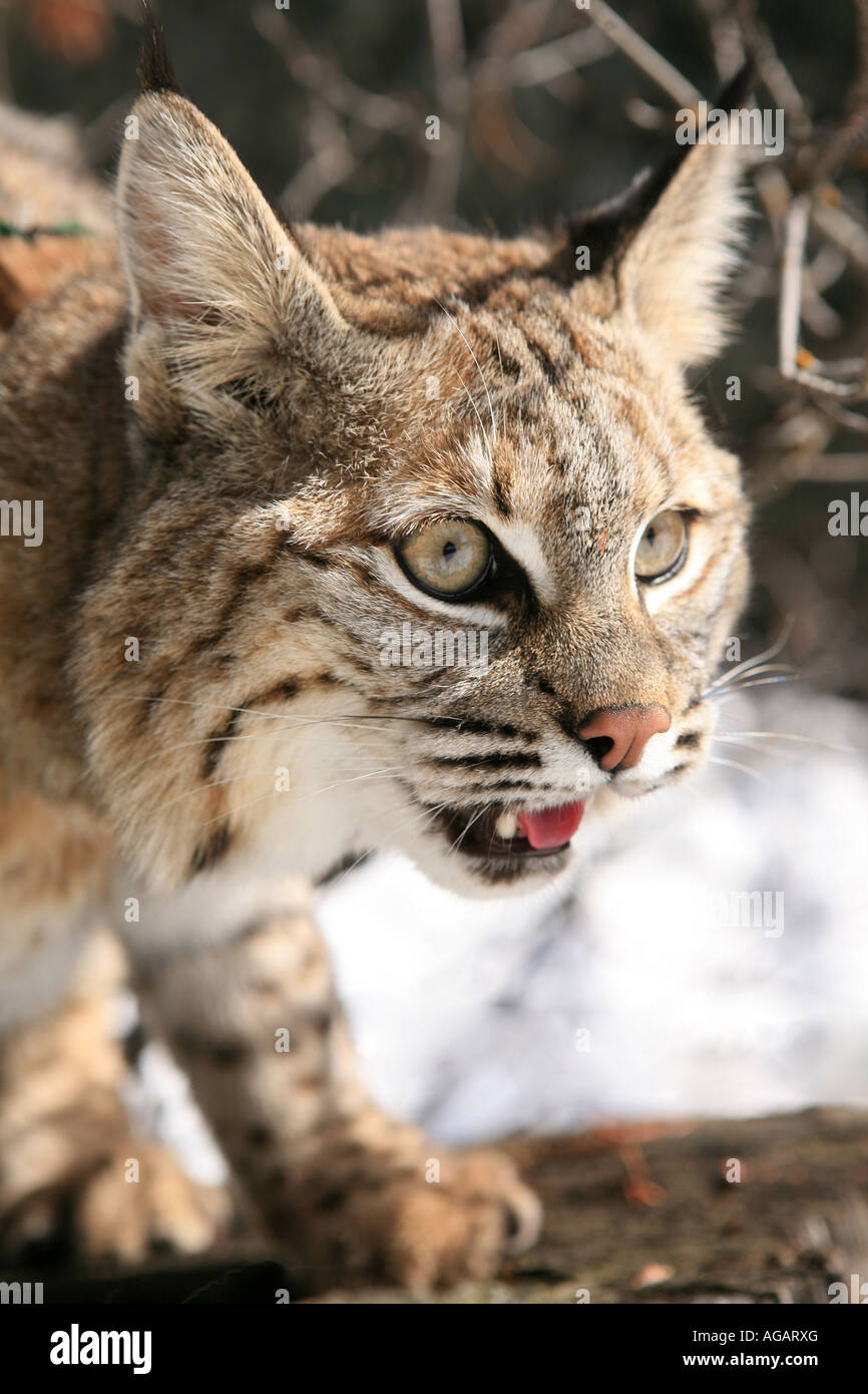 Bobcat profile hi-res stock photography and images - Alamy