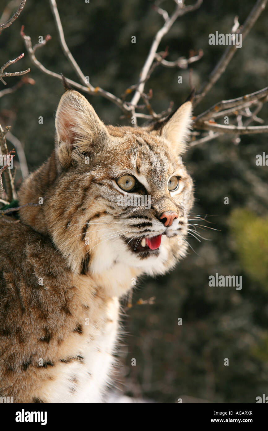 North American Bobcat headshot on sunny winter day Stock Photo - Alamy