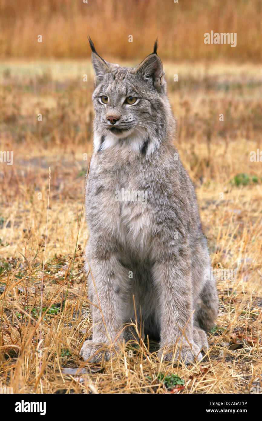 North american lynx hi-res stock photography and images - Alamy
