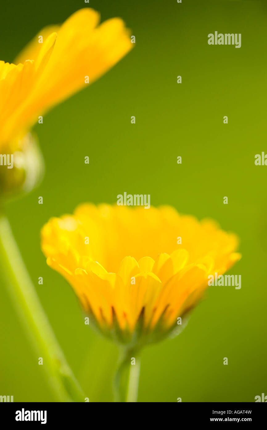 Yellow Calendula Flowers Stock Photo - Alamy