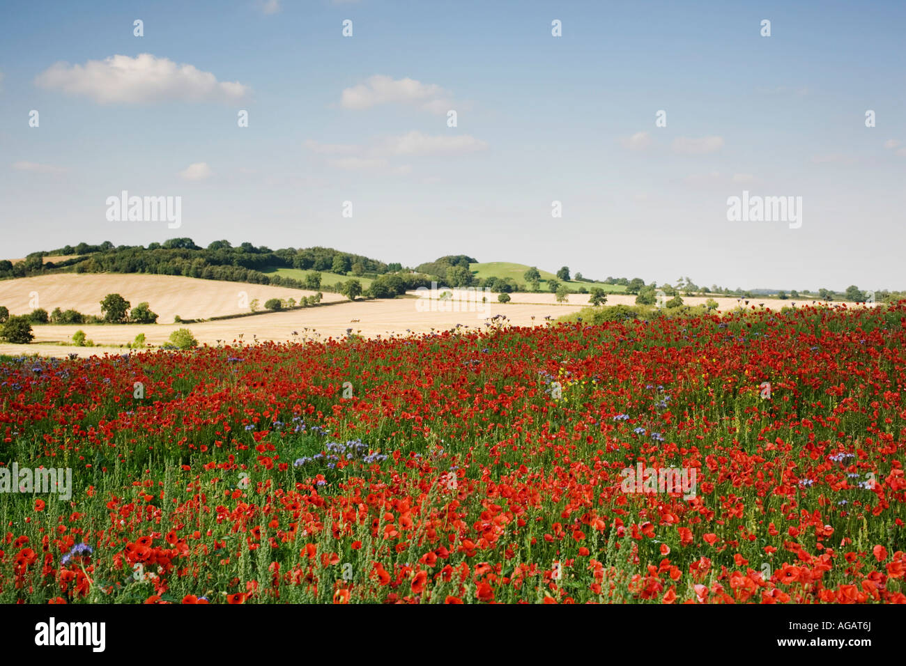 Poppy field in the english landscape Stock Photo - Alamy