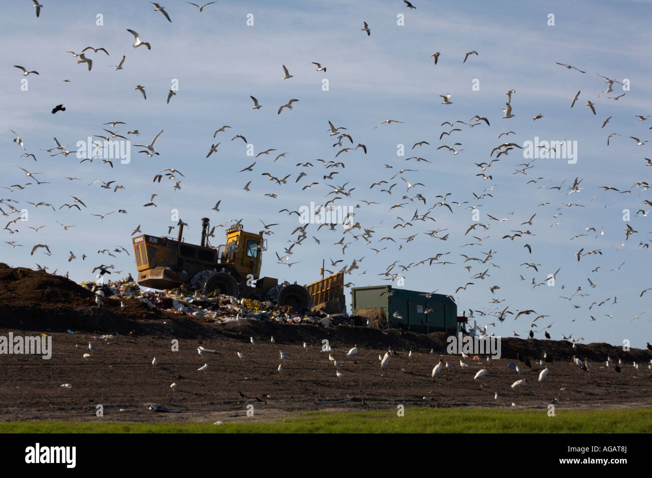 Birds flying over Sarasota County Landfill in southwestern Florida ...