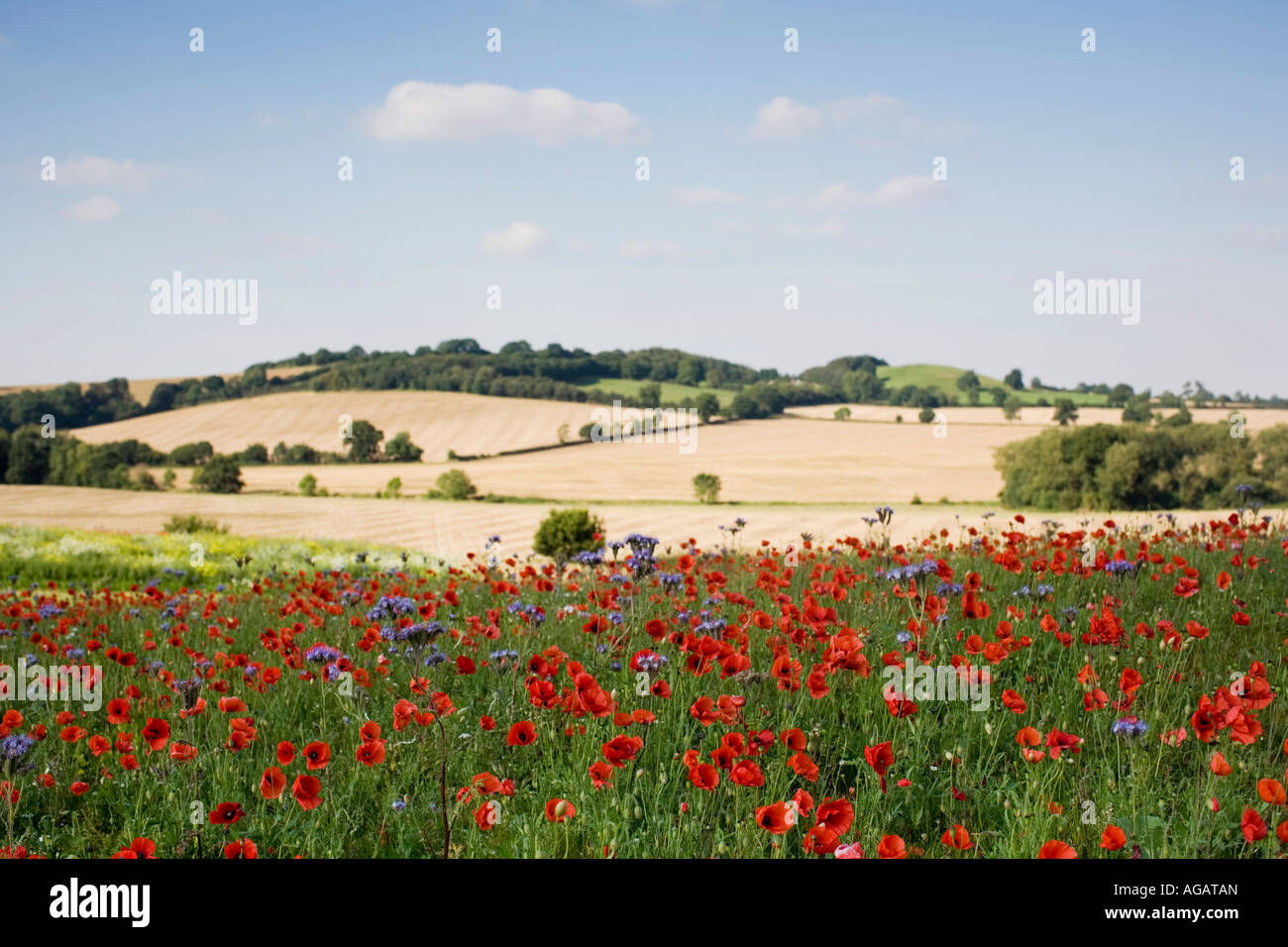 English poppy hi-res stock photography and images - Alamy