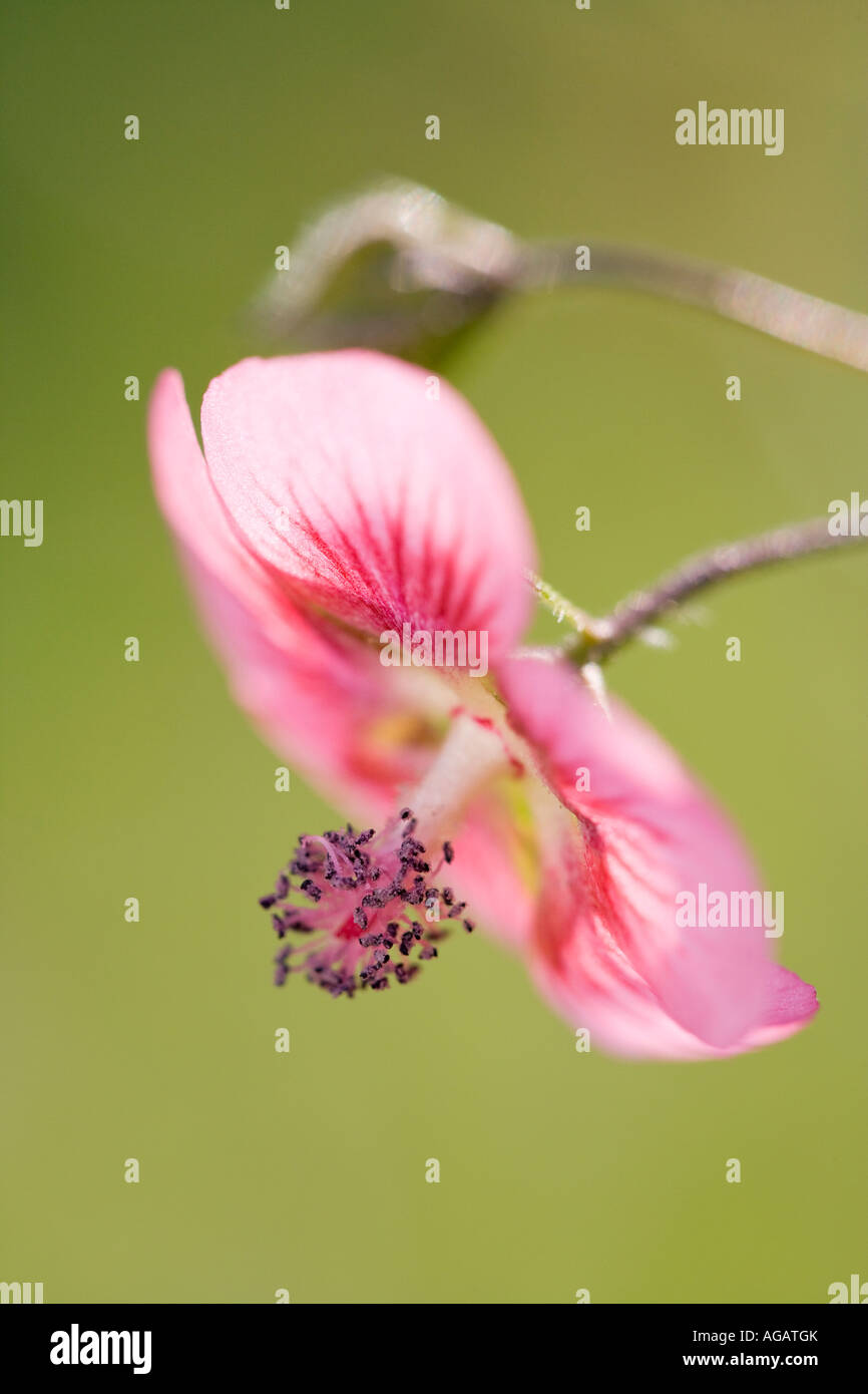 Close up Cape Mallow Flower Anisodontea capensis Stock Photo - Alamy
