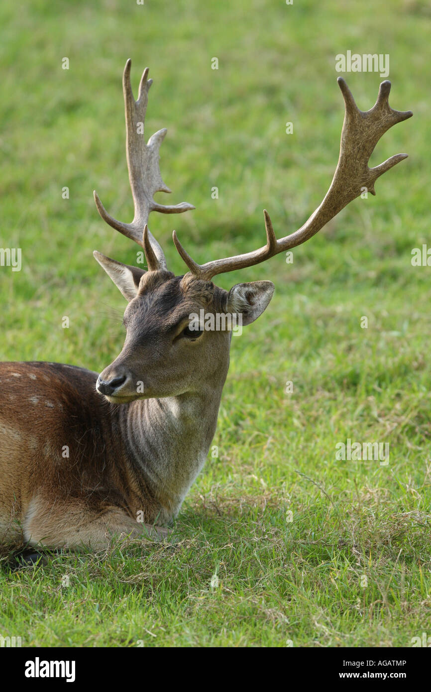 Fallow Deer - Cervus Dama dama Stock Photo - Alamy