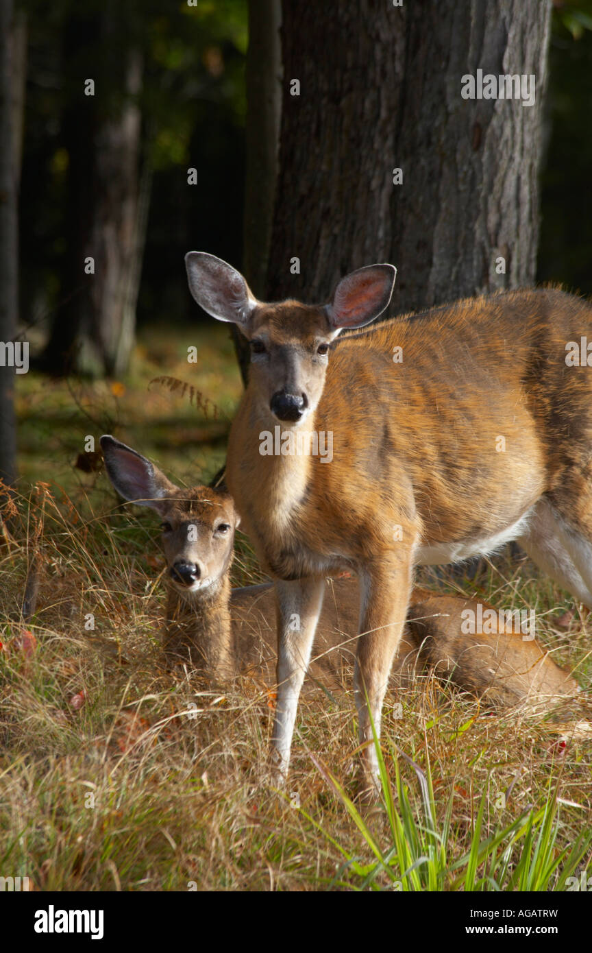 Deer along side of road in town of Old Forge in the Adirondack Mountain ...