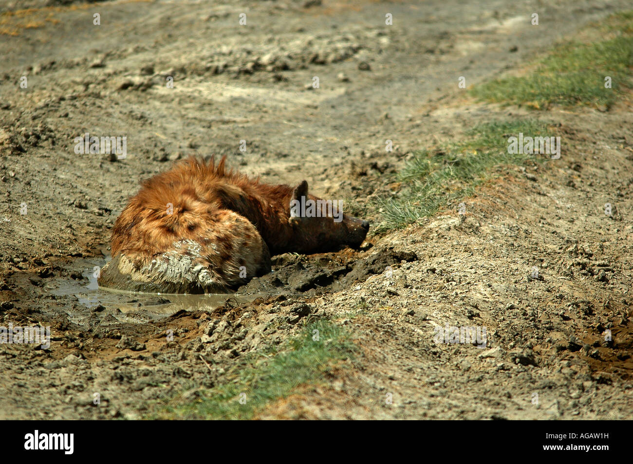Hyena species hi-res stock photography and images - Alamy