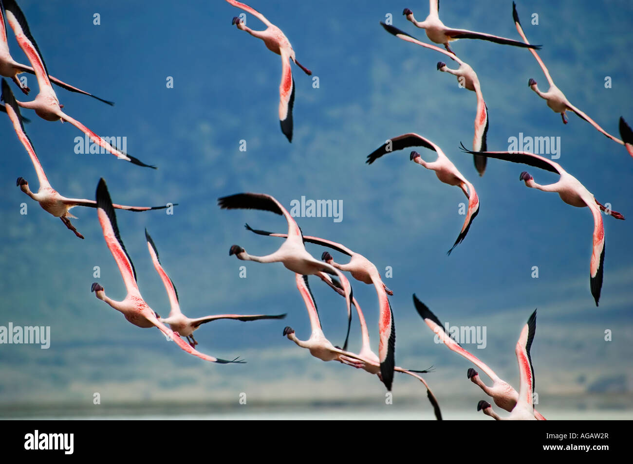 Flamingo flying low hi-res stock photography and images - Alamy
