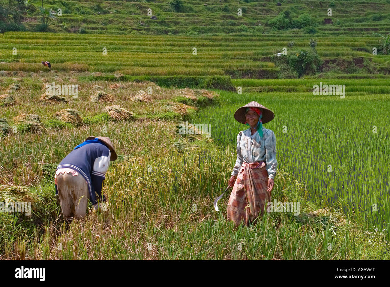 Rice harvesting in Java, Indonesia, Asia Stock Photo - Alamy