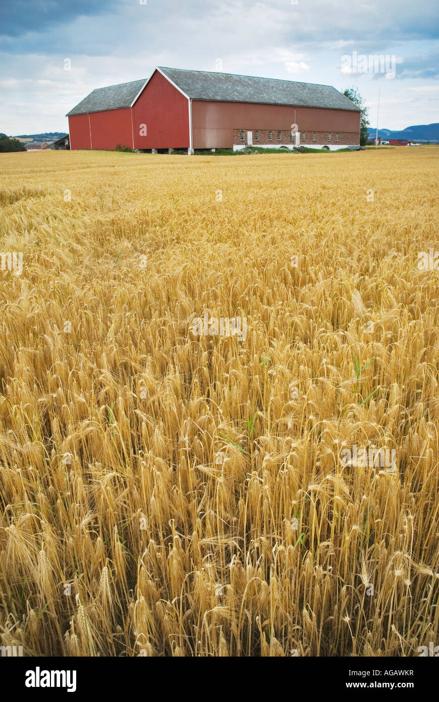 Norwegian farm and field in agricultural area of Melhus valley, near ...