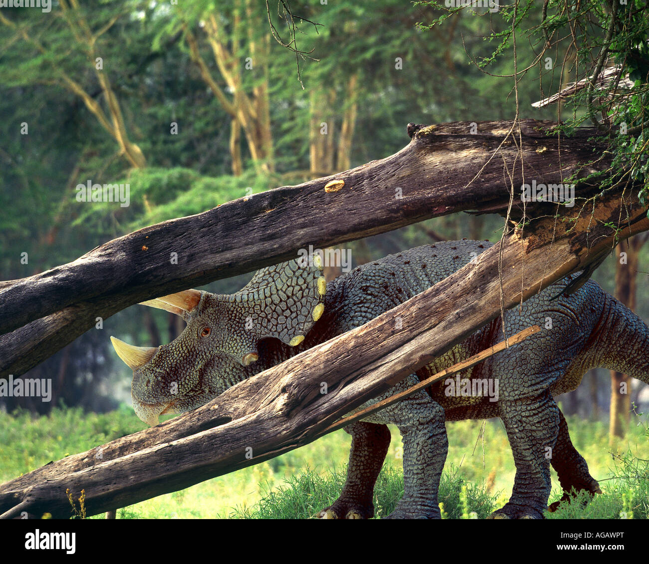 Triceratops dinosaur in an African environment Stock Photo - Alamy