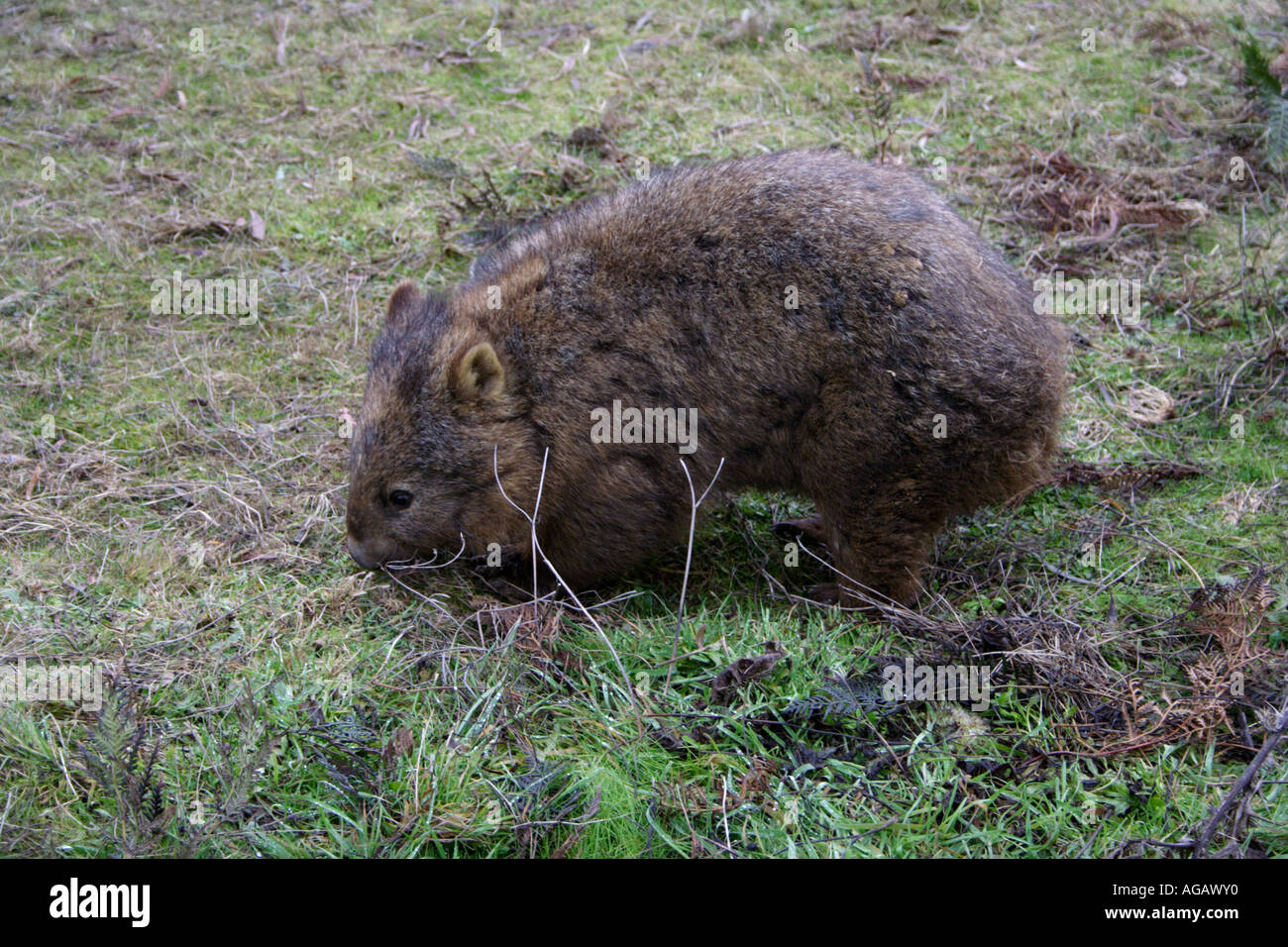 Wombat burrow hi-res stock photography and images - Alamy