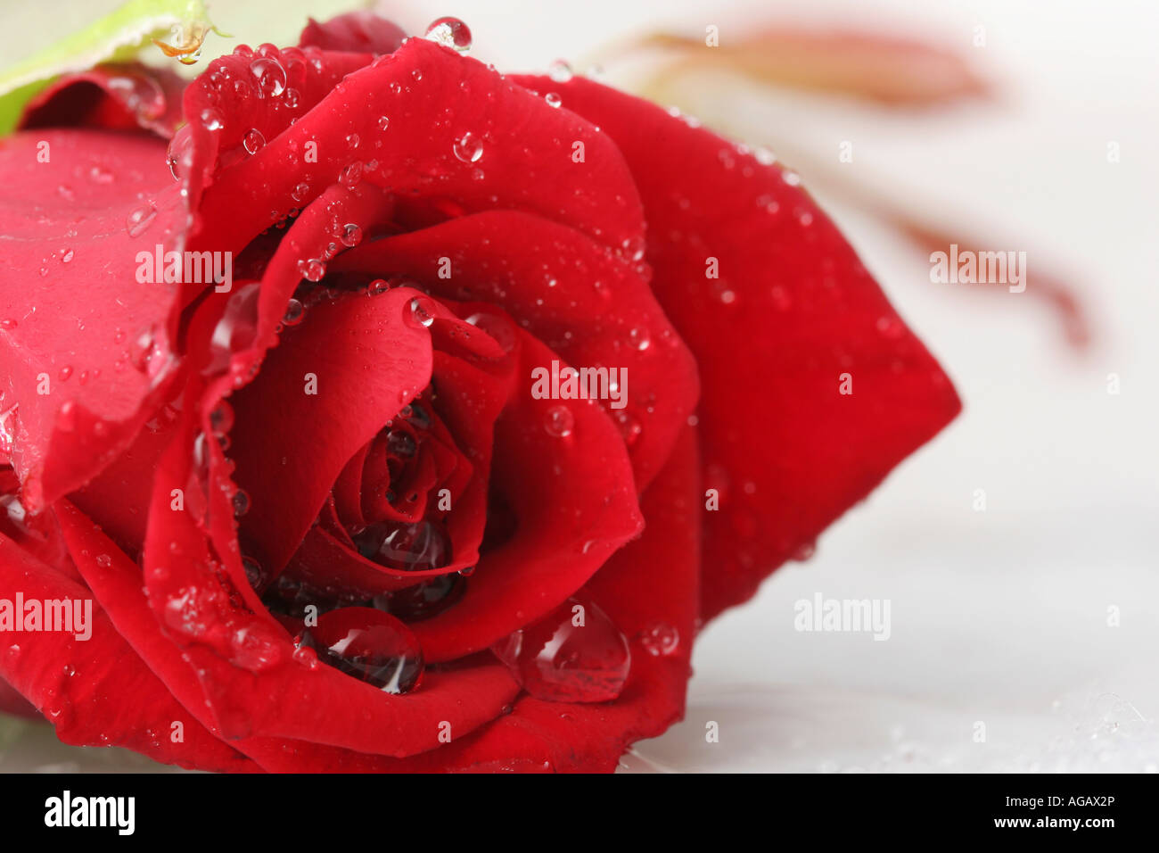 Rose red wet hi-res stock photography and images - Alamy
