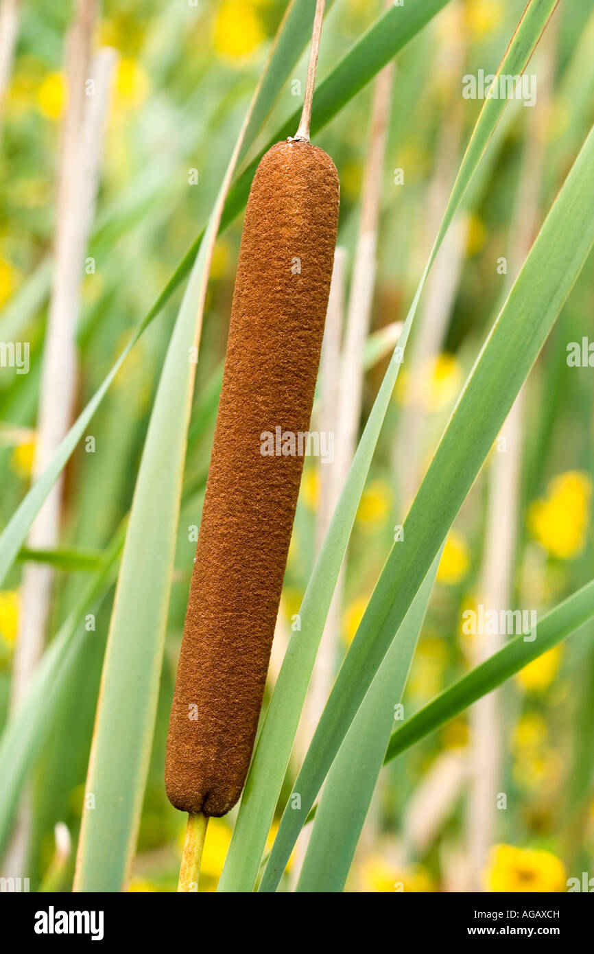 Typha close up Stock Photo - Alamy