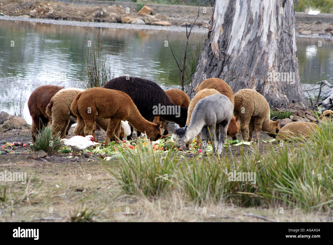 A GROUP OF ALPACAS EATING BAPDa8794 Stock Photo - Alamy