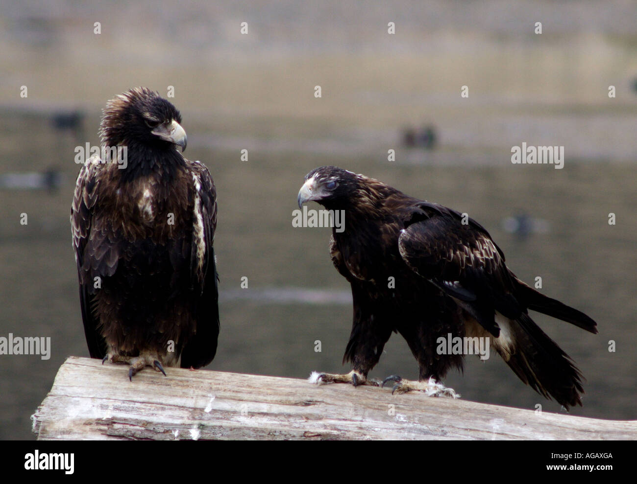 Wedge tailed eagle soaring hi-res stock photography and images - Alamy