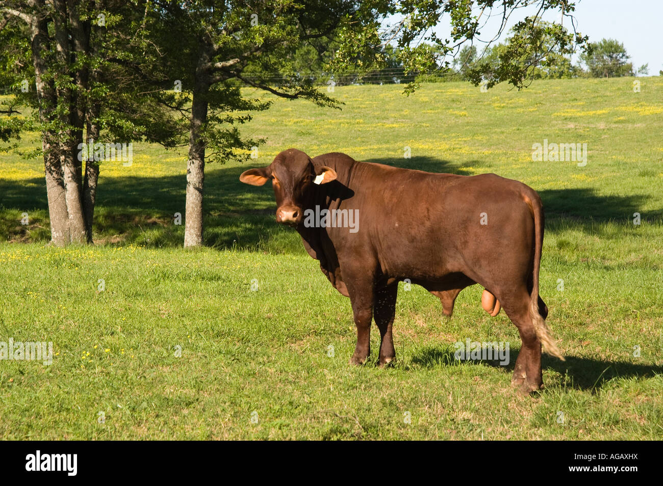 Angry Santa Gertrudis Bull