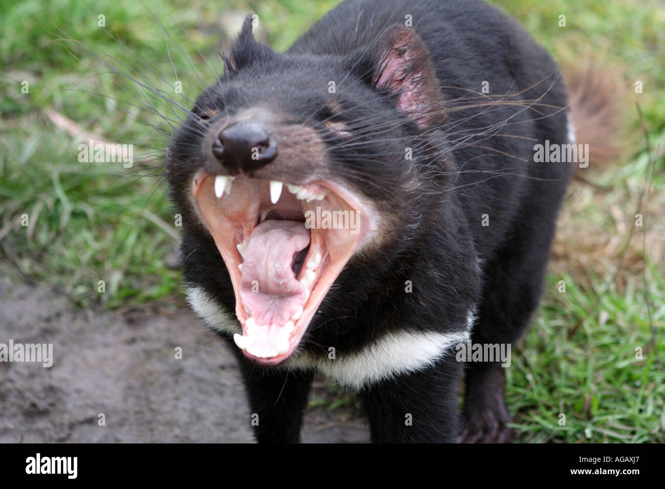 A TASMANIAN DEVIL BARING ITS TEETH BAPDA8807 Stock Photo - Alamy