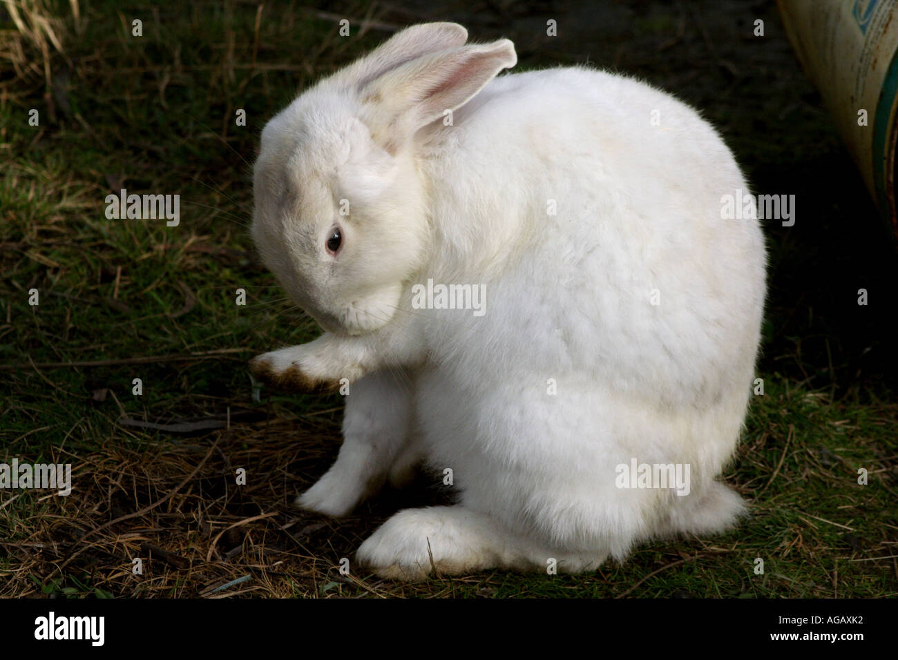 A CUTE WHITE RABBIT BAPDa8810 Stock Photo - Alamy