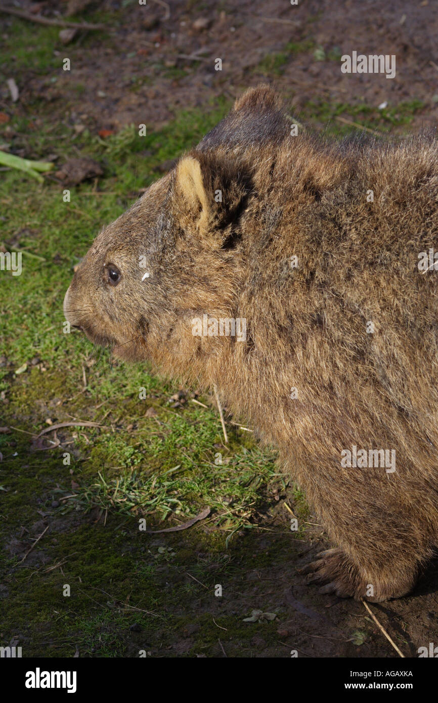 Wombat claws hi-res stock photography and images - Alamy