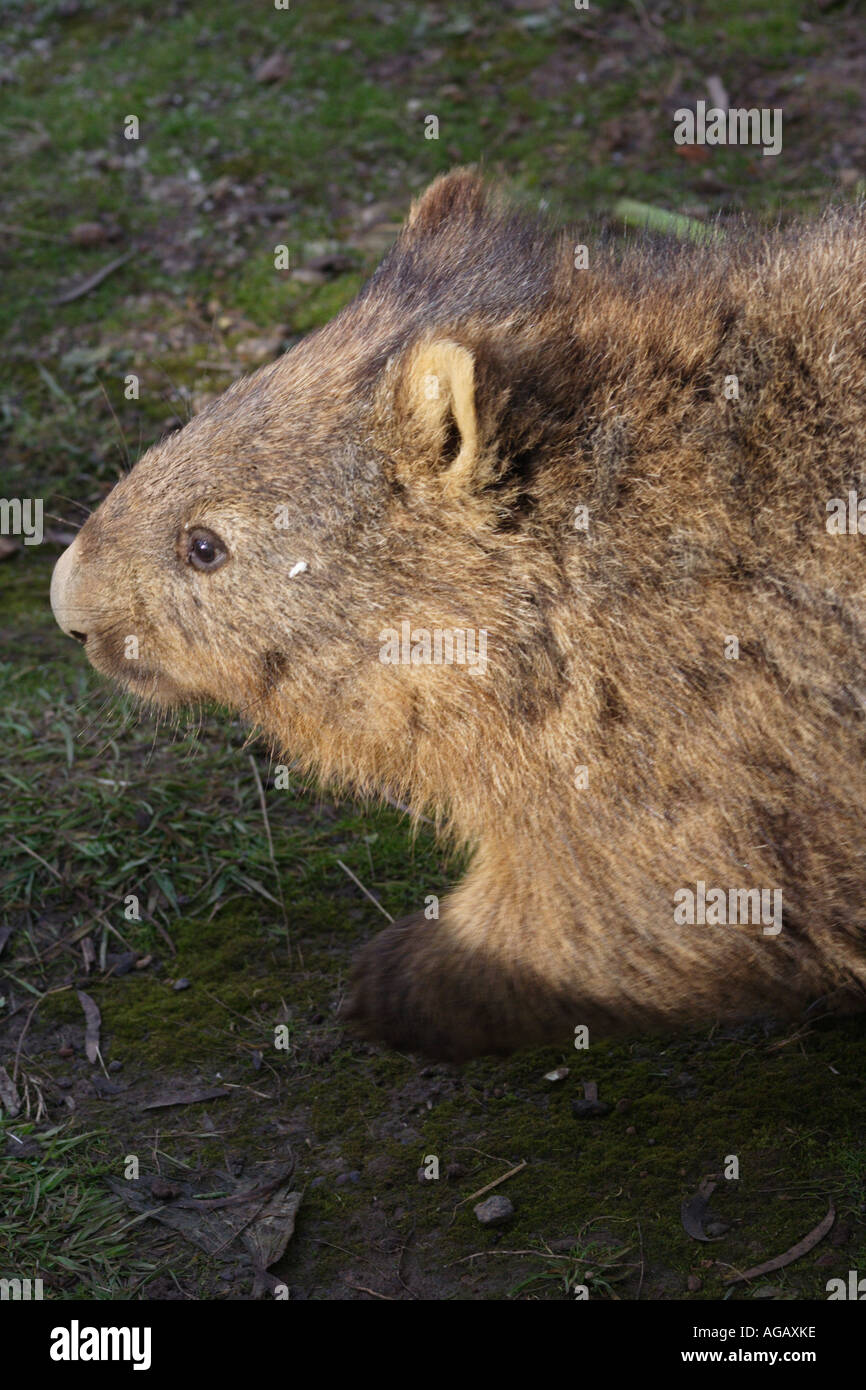 Wombat claws hi-res stock photography and images - Alamy