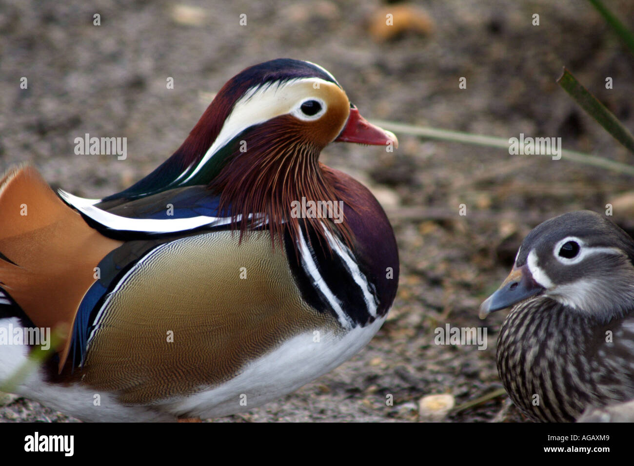 Distinct duck hi-res stock photography and images - Alamy