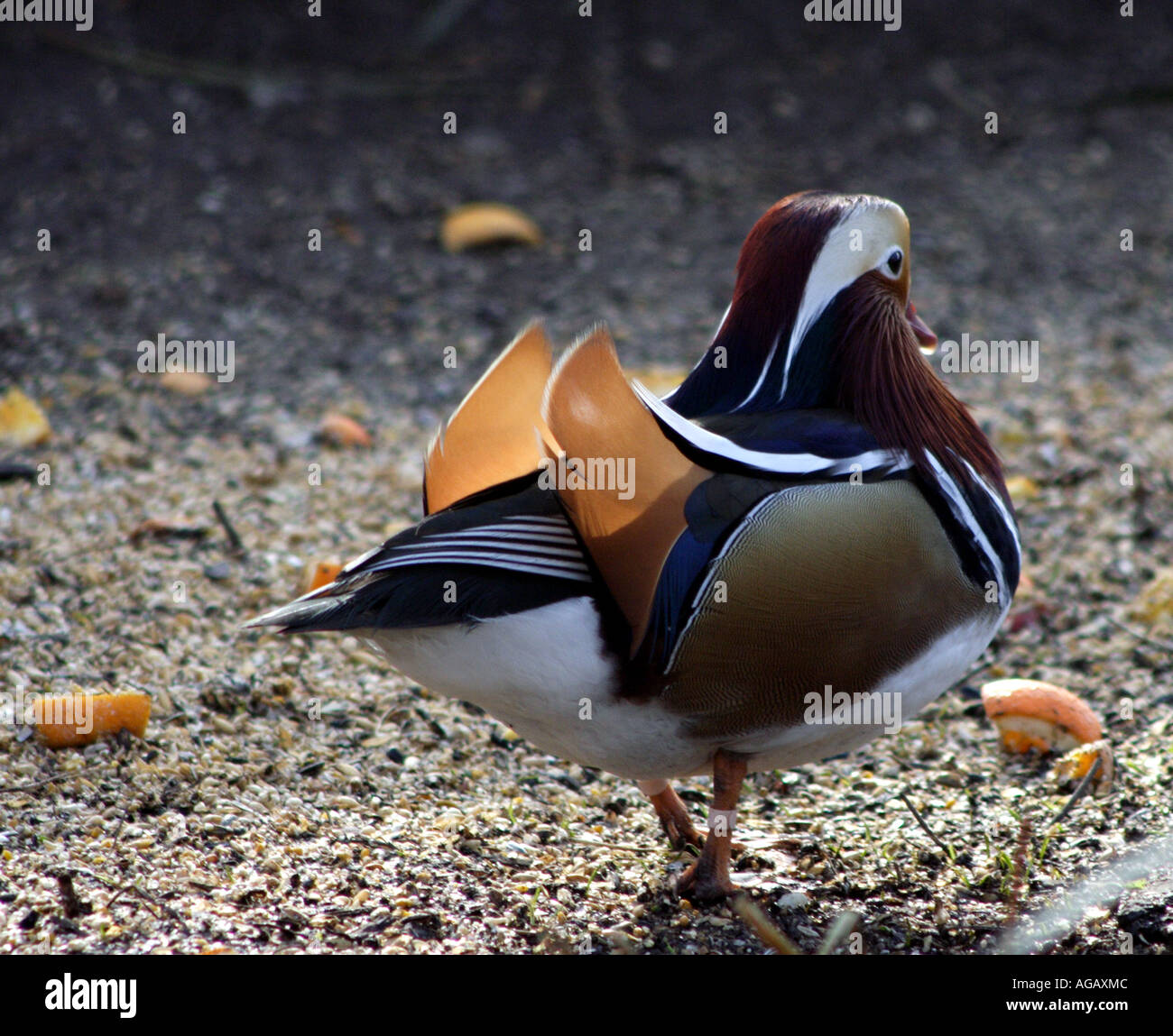 A MANDARIN DUCK AIX GALERICULATA BAPDA8819 Stock Photo - Alamy
