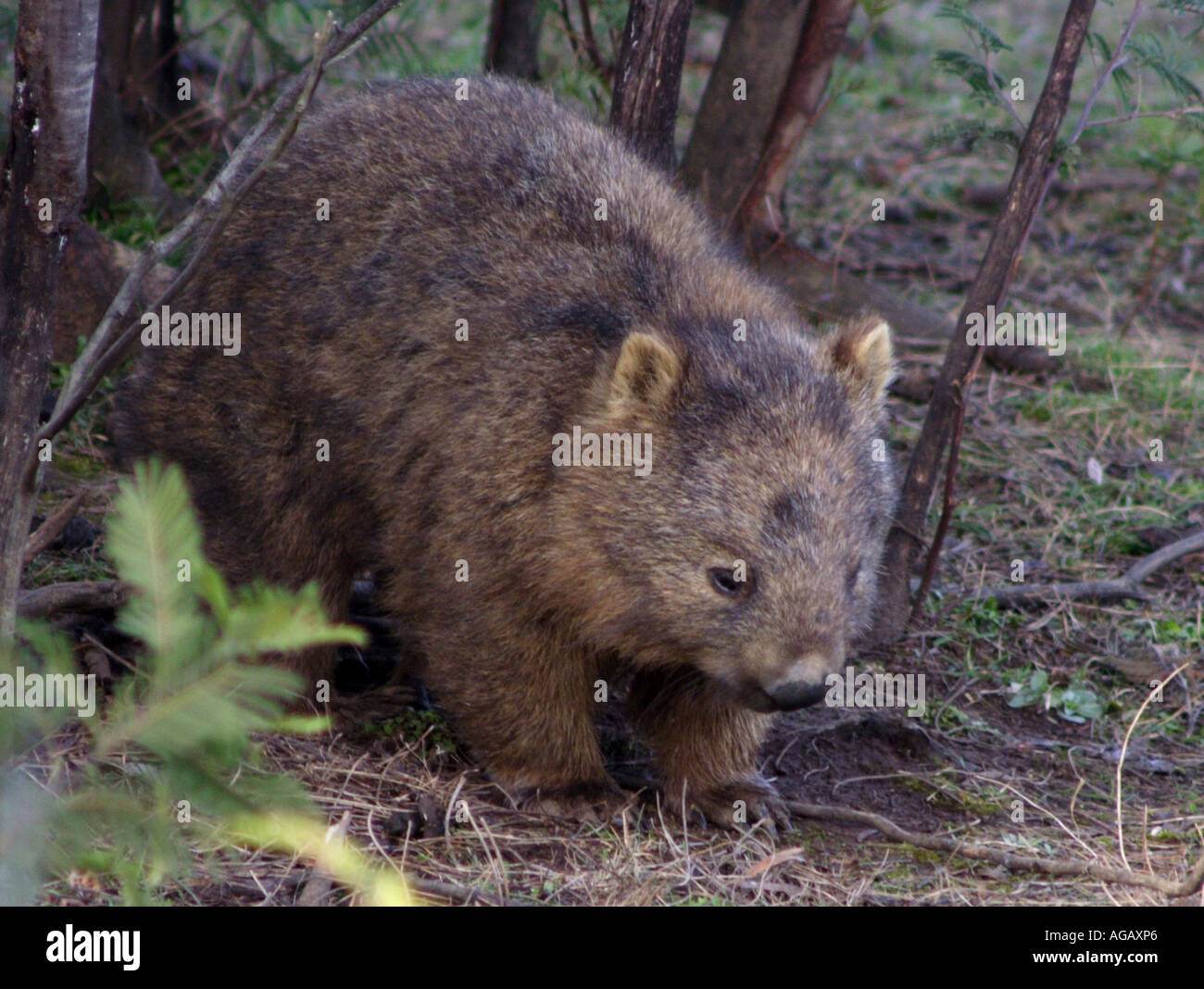 Wombat claws hi-res stock photography and images - Alamy