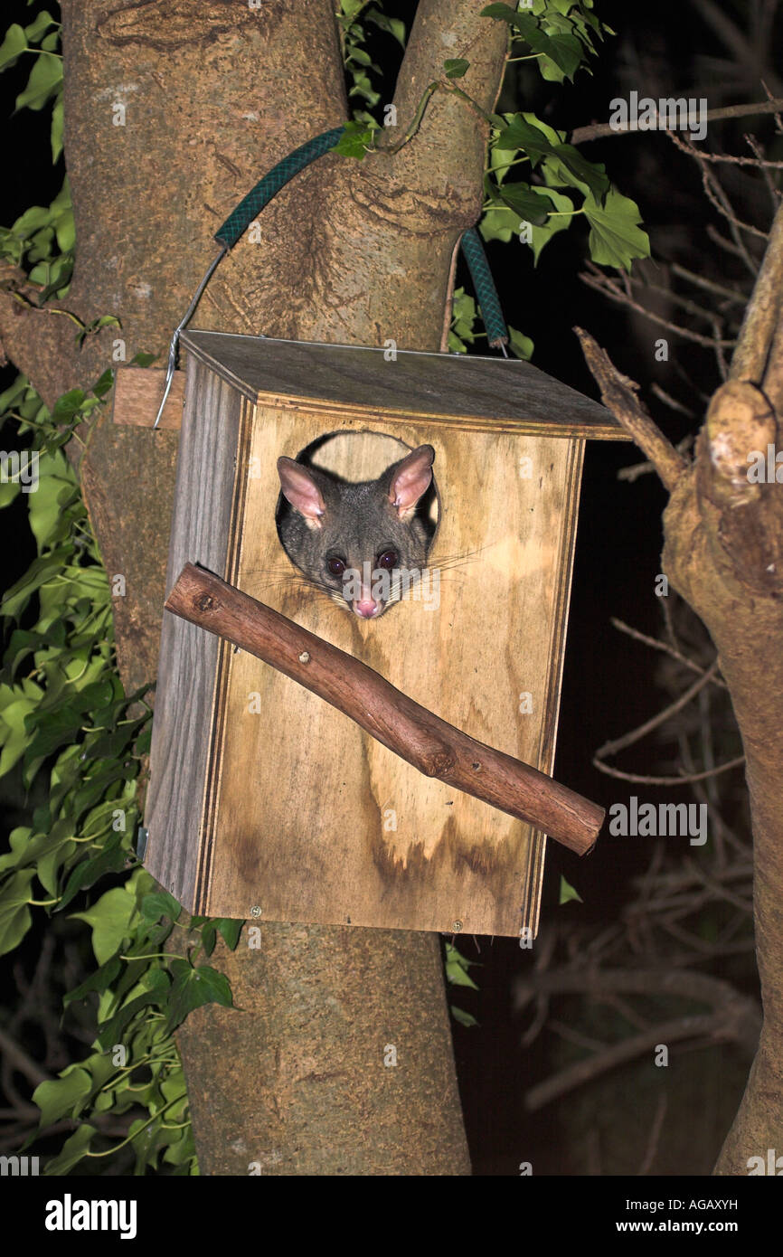 brushtail possum, trichosurus vulpecula, single adult in a possum box ...
