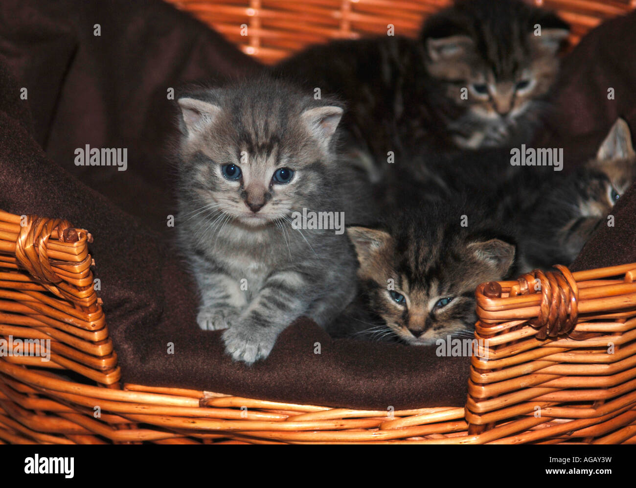 Kittens In A Basket Stock Photo - Alamy