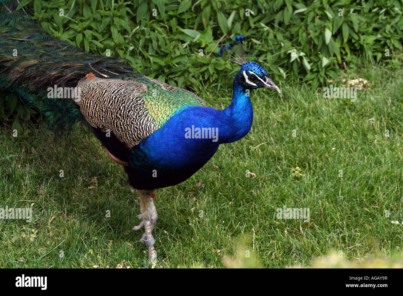 Indian Blue Peacock. Peacock.Peafowl Stock Photo - Alamy
