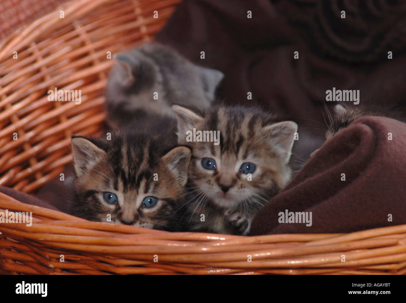 Kittens In A Basket Stock Photo - Alamy