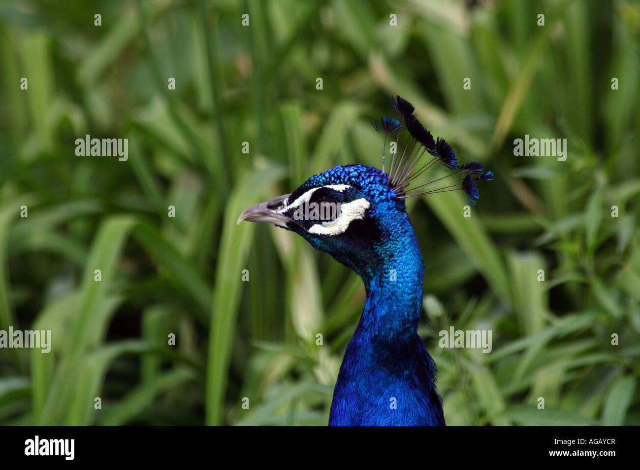 Indian blue peacock hi-res stock photography and images - Alamy