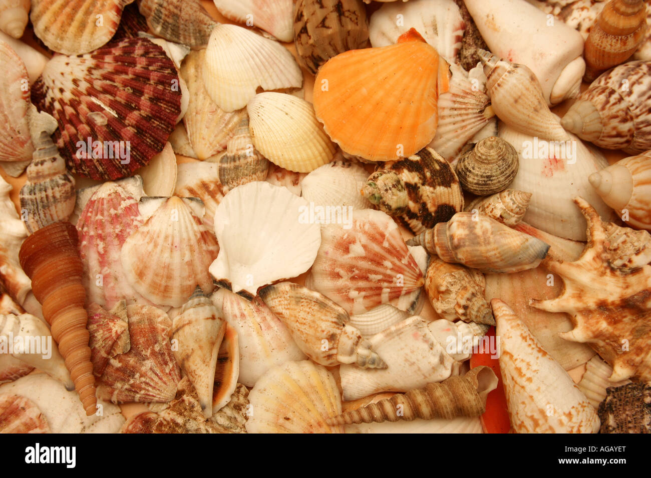 Diverse collection of snail shells hi-res stock photography and images ...