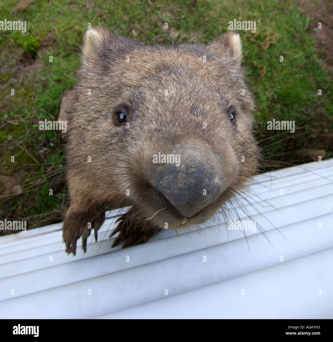 The wombats portrait hi-res stock photography and images - Alamy