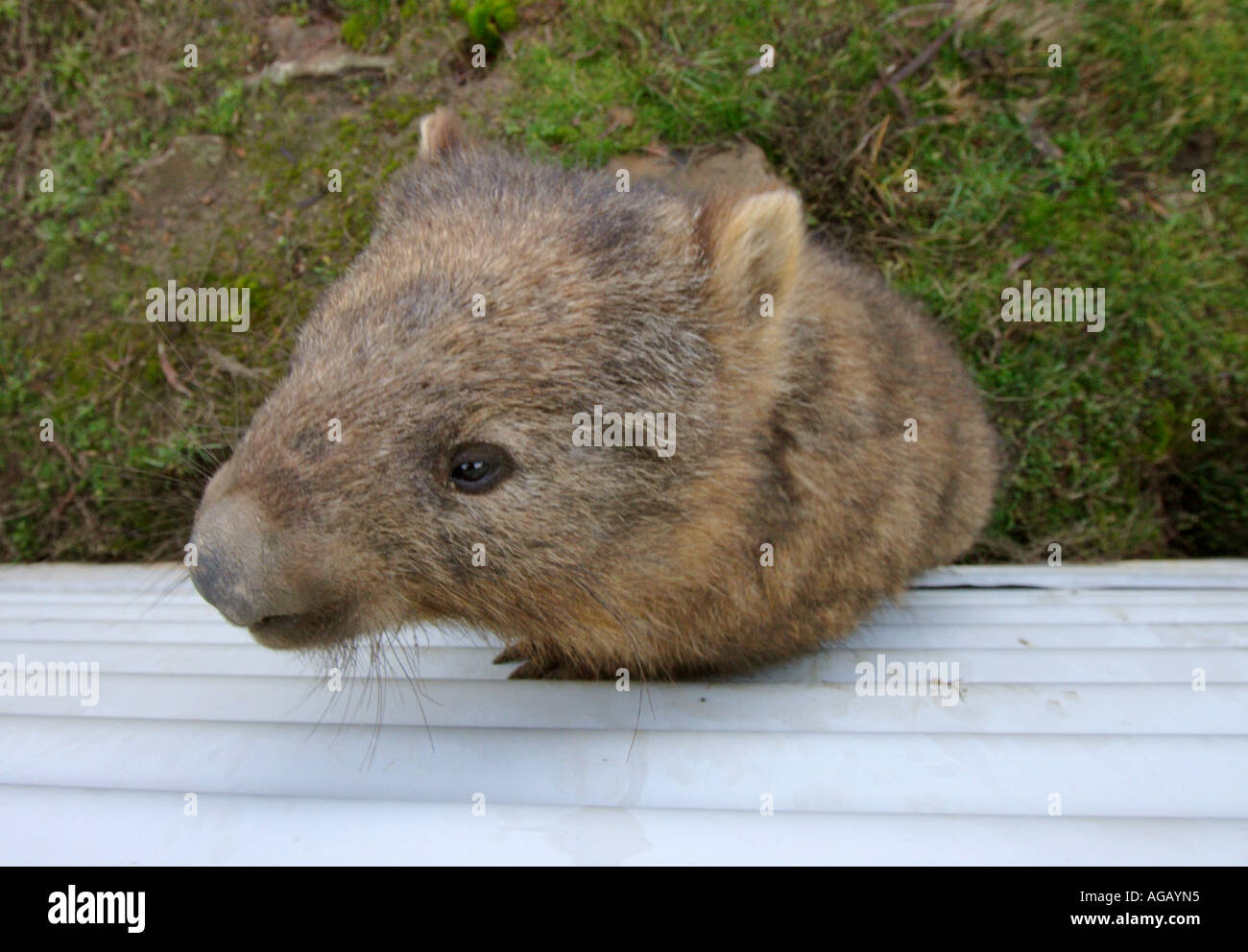 Wombat burrow hi-res stock photography and images - Alamy