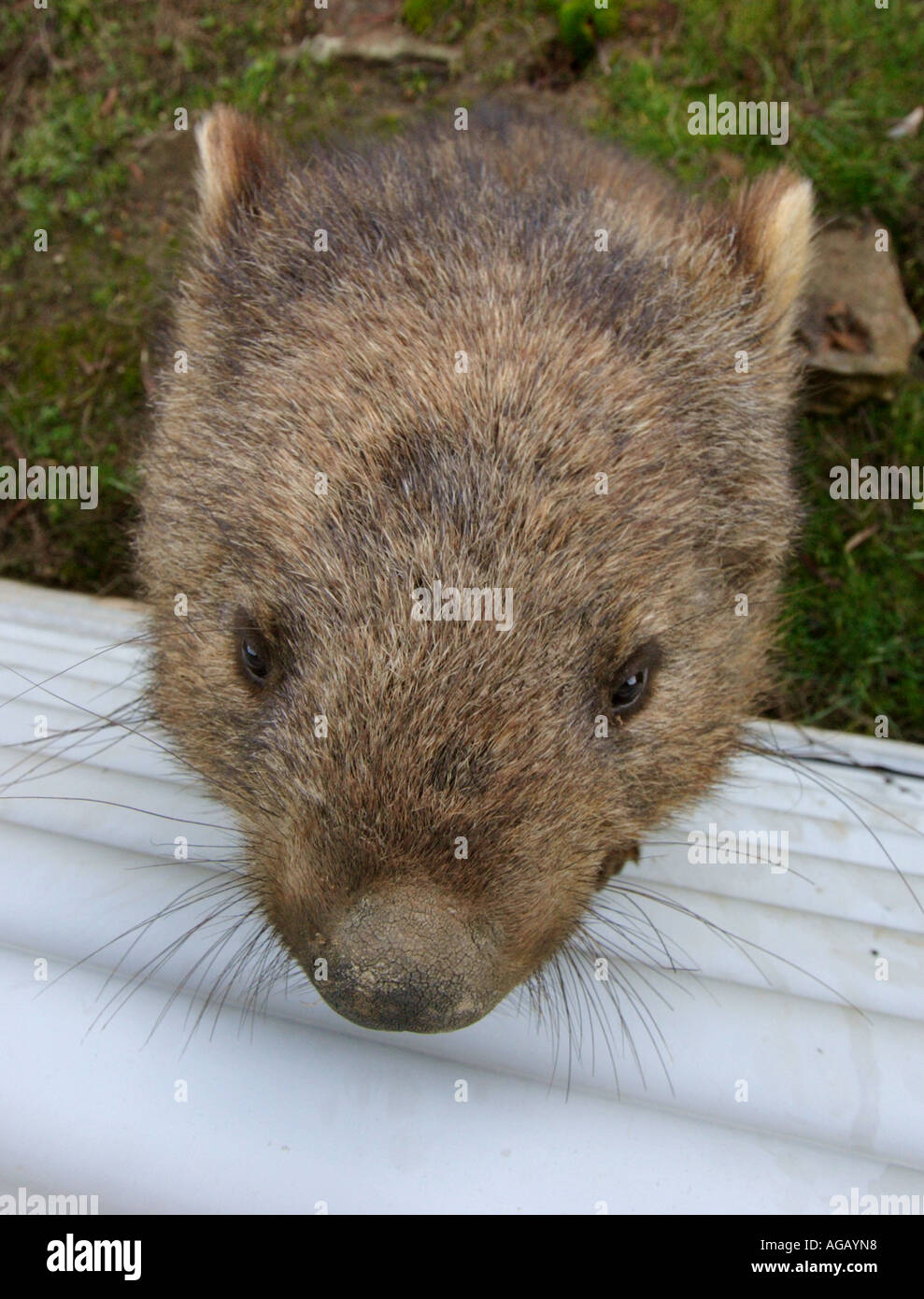 Wombat face hi-res stock photography and images - Alamy