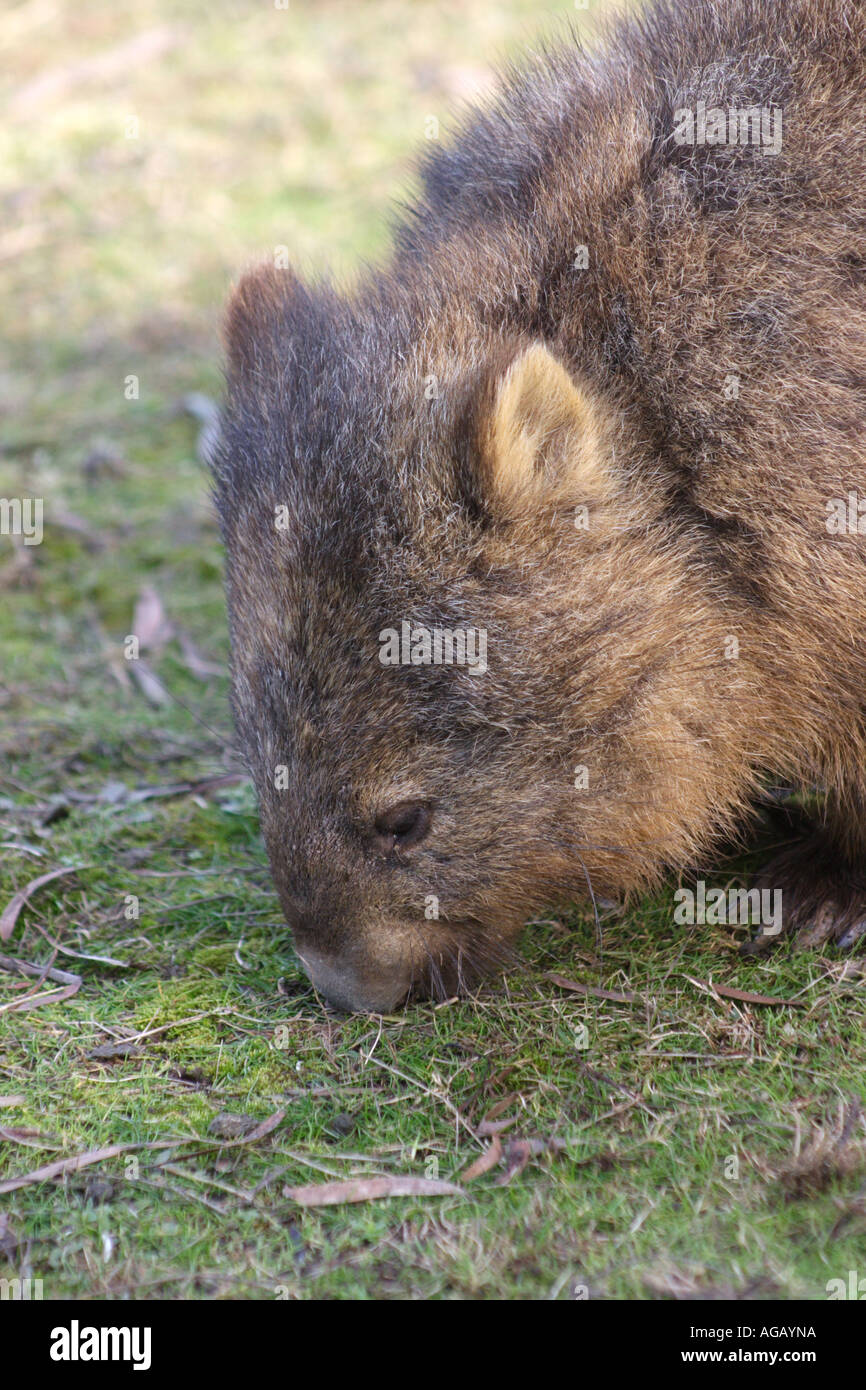 The wombats portrait hi-res stock photography and images - Alamy