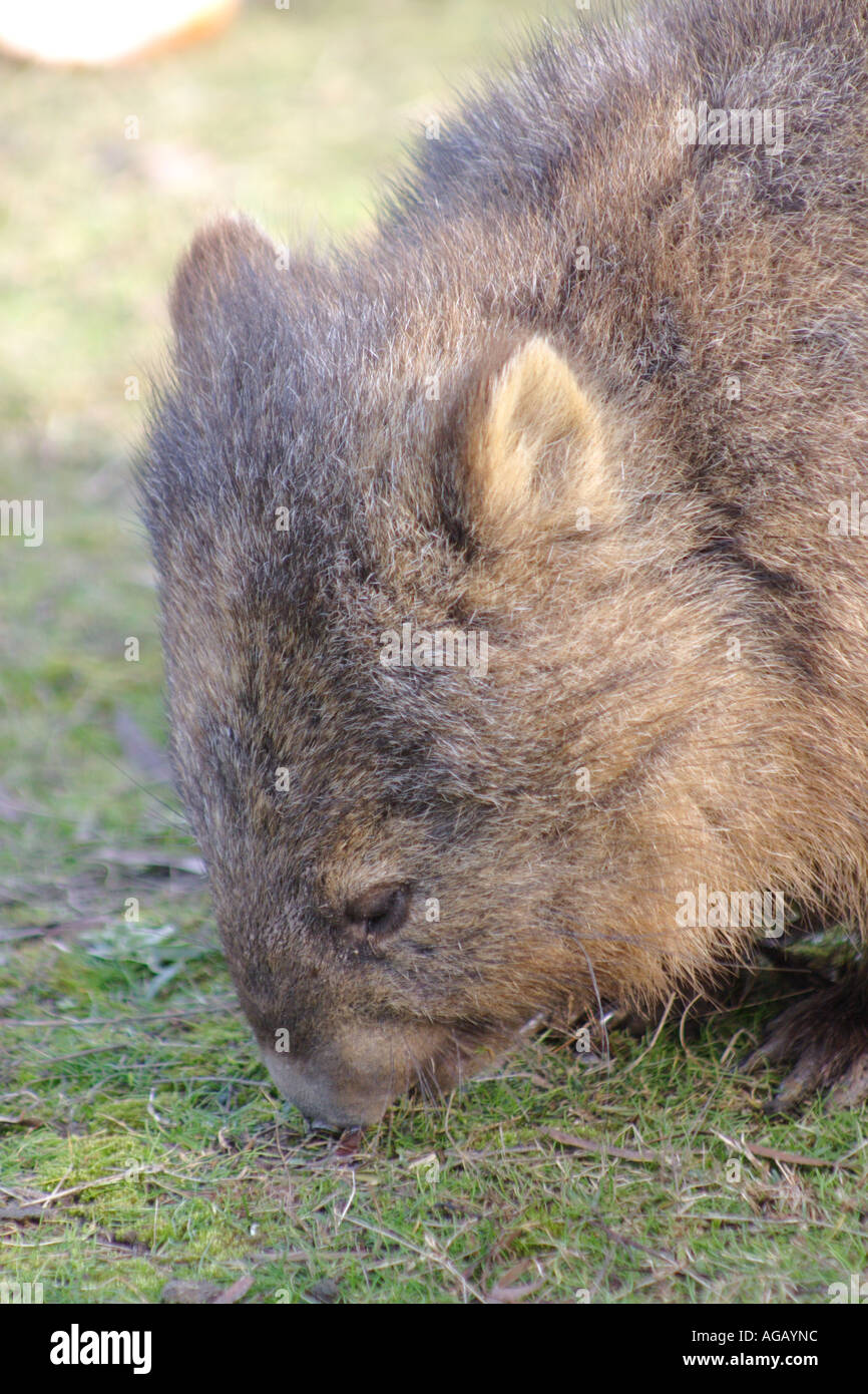 The wombats portrait hi-res stock photography and images - Alamy
