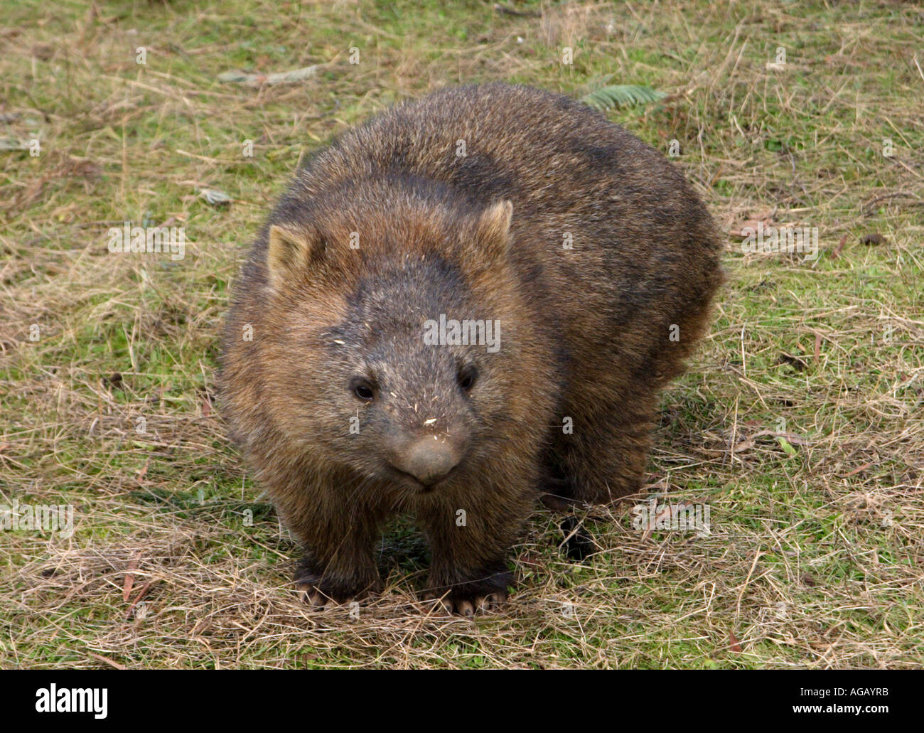 Wombat claws hi-res stock photography and images - Alamy