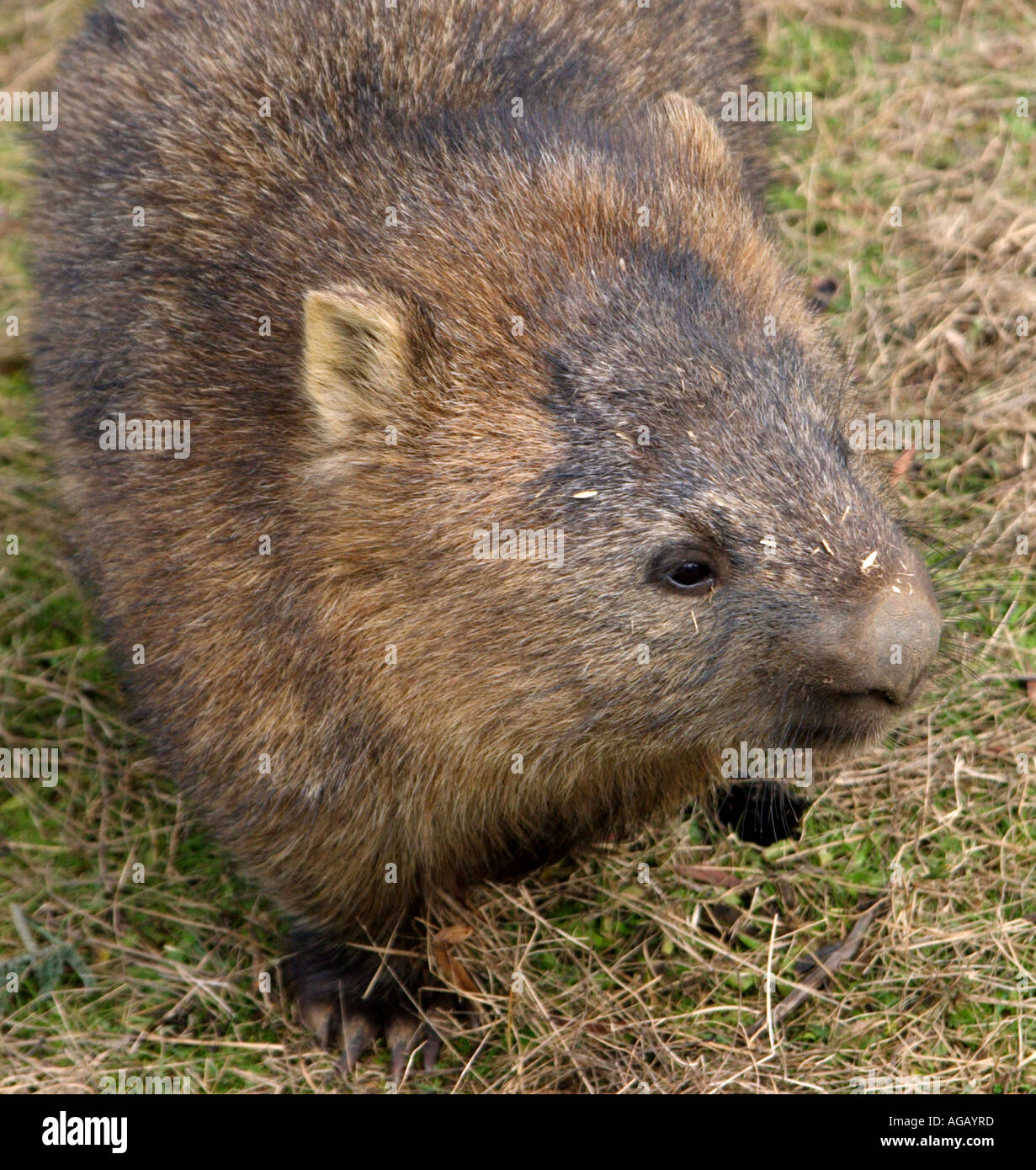 Wombat claws hi-res stock photography and images - Alamy