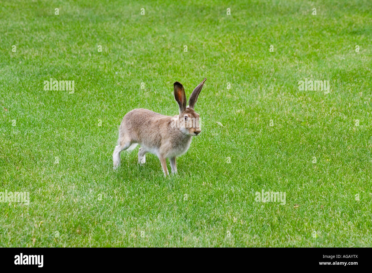 Hopping Hare Stock Photos & Hopping Hare Stock Images - Alamy