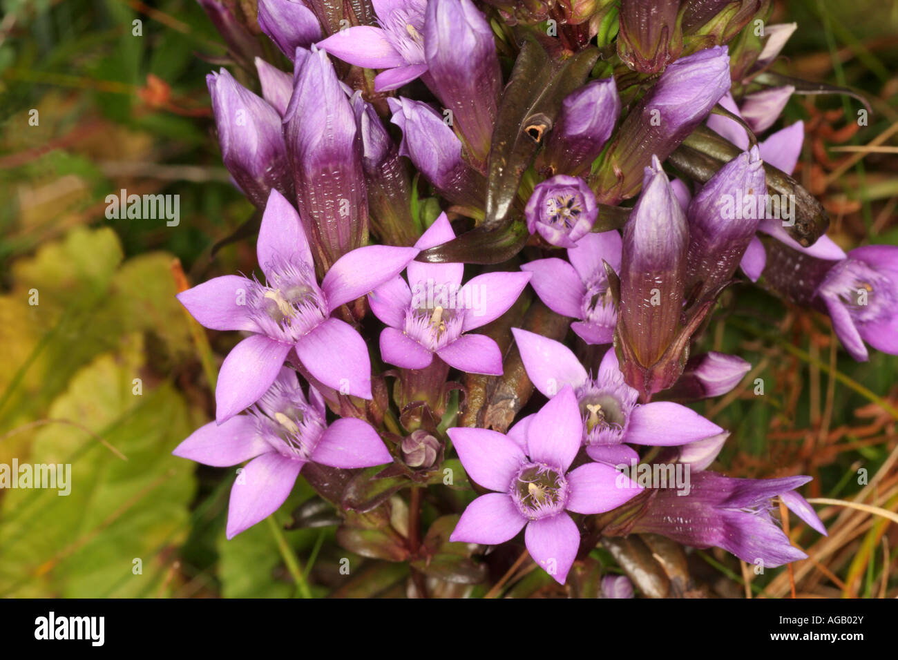 Gentian flower Gentiana Germanica Bavaria Germany Europe Stock Photo ...