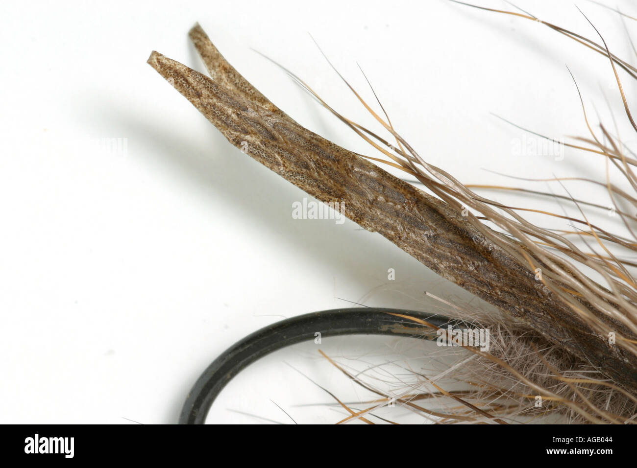 Eel Skin Muddler Trout fly Close up of eel skin Stock Photo - Alamy