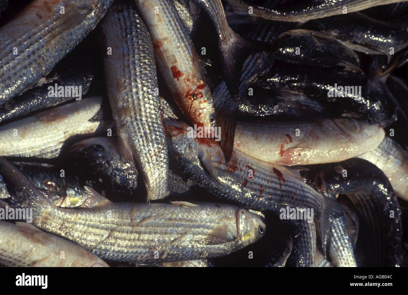 Sustainability stocks hi-res stock photography and images - Alamy