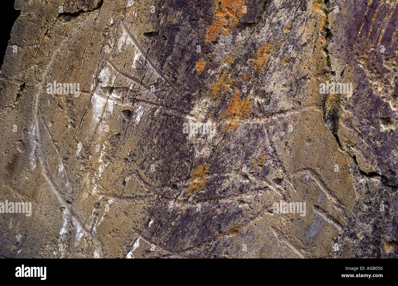 Paleolithic rock engravings discovered next to the Coa river North East ...