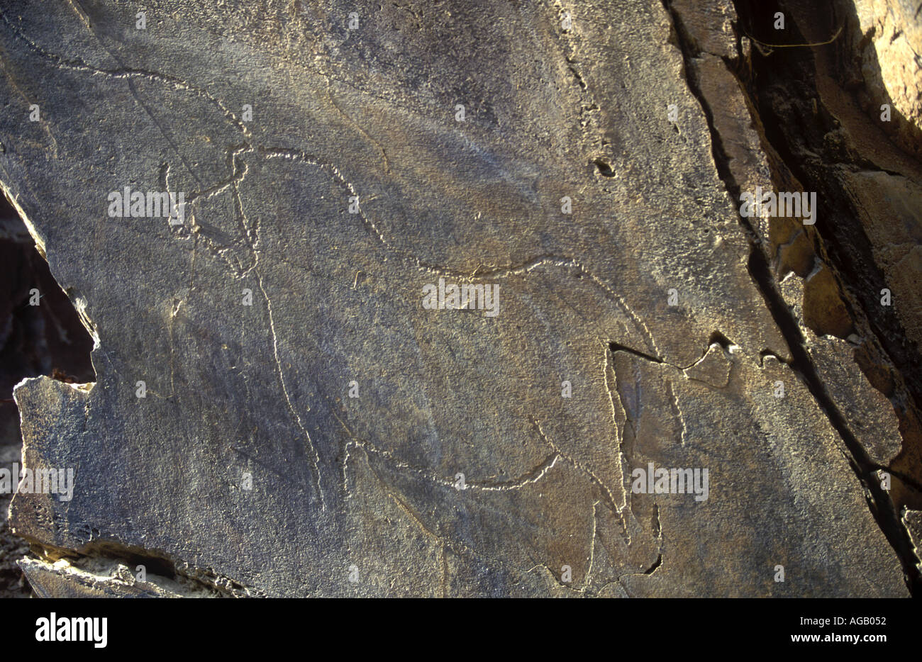 Paleolithic rock engravings discovered next to the Coa river North East ...