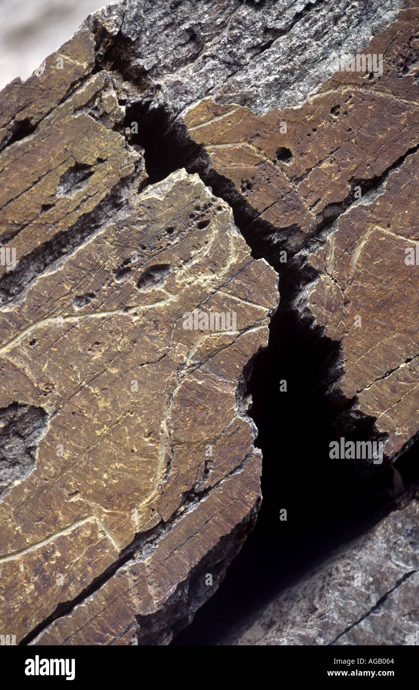 Paleolithic rock engravings discovered next to the Coa river North East ...