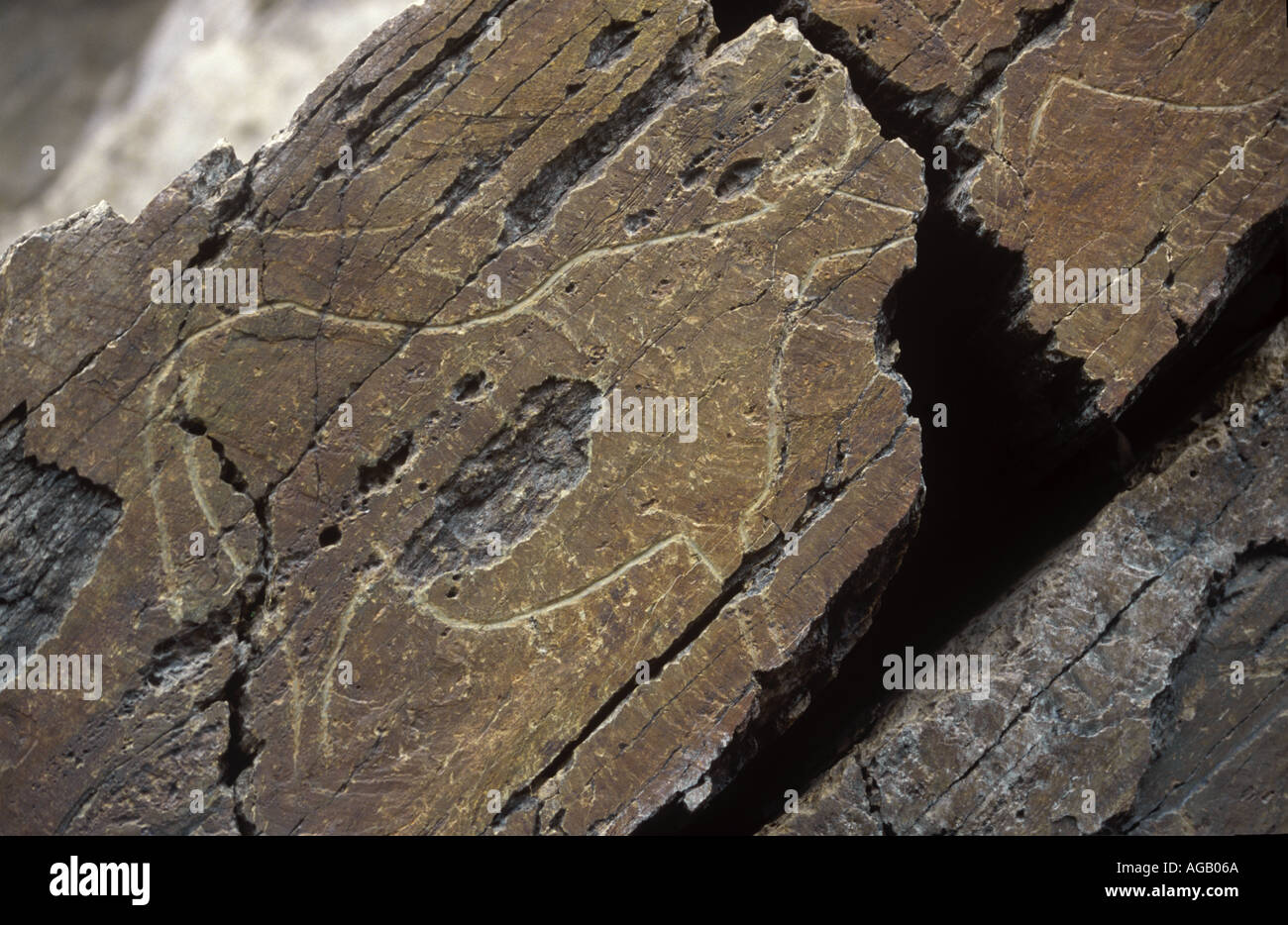 Paleolithic rock engravings discovered next to the Coa river North East ...