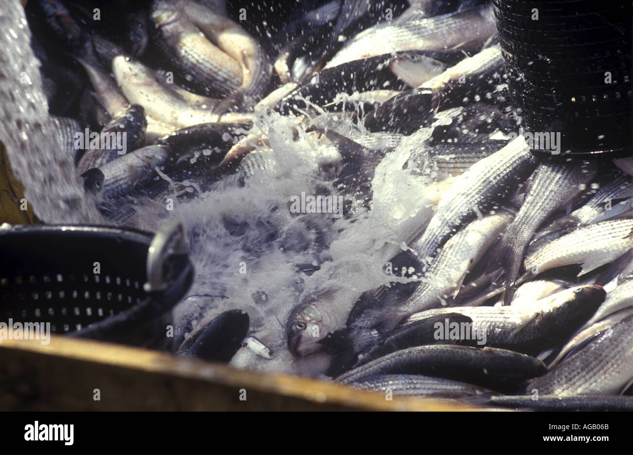 Catch of fish in the English Channel off the Sussex coast Stock Photo ...